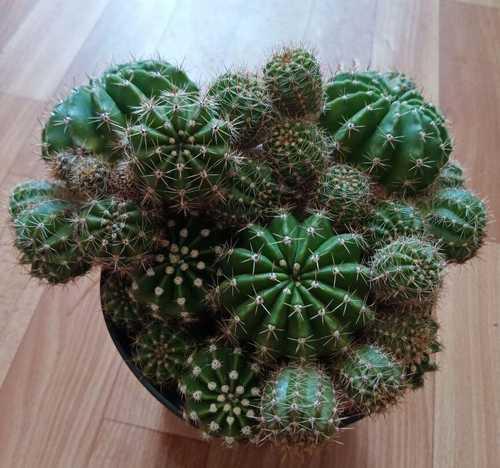 Кактус