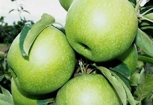 Саженцы яблони Гренни Смит оптом