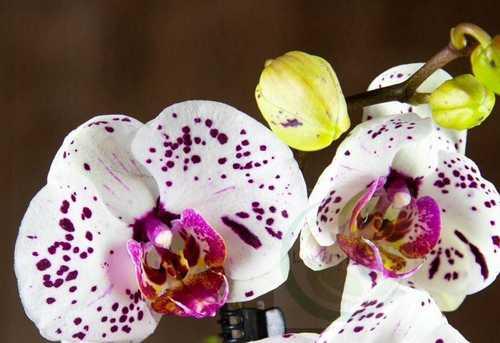 Орхидея Фаленопсис Киз 2 ст