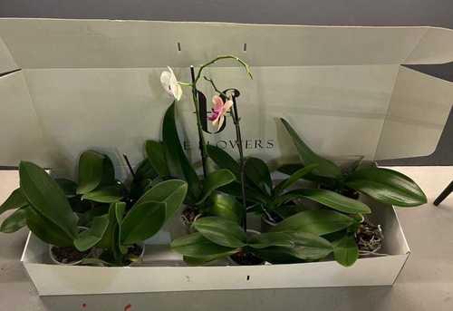Орхидея фаленопсис белая домашнее растение