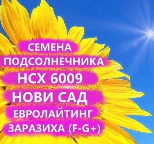 Семена подсолнечника нсх 6009 Гибрид нс, Ставропол