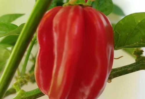 Плоды сверхострого перца Хабанеро красный