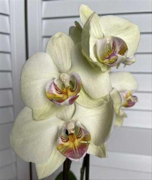 Орхидея фаленопсис фисташковая