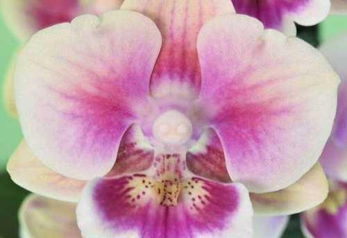 Орхидея Phal. YH07107