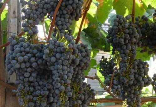 Саженцы технического винограда, сорт "Мариновский"
