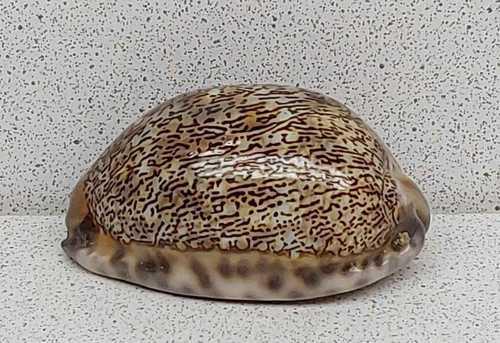 Арабика 5,9 морская ракушка раковина