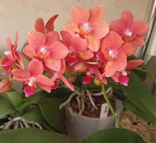 Орхидея ароматная, мультифлора рыжая, домашняя