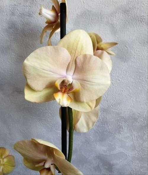 Орхидея фаленопсис цветущая Карина