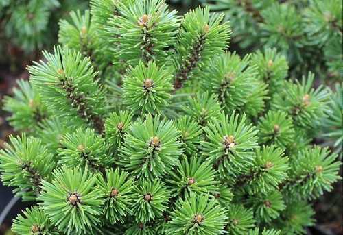 Pinus mugo Minikin С3 20см