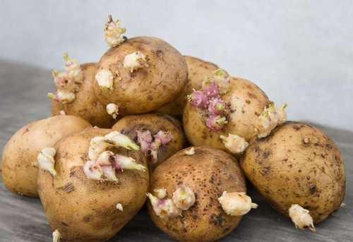 Картофель и лук на посадку