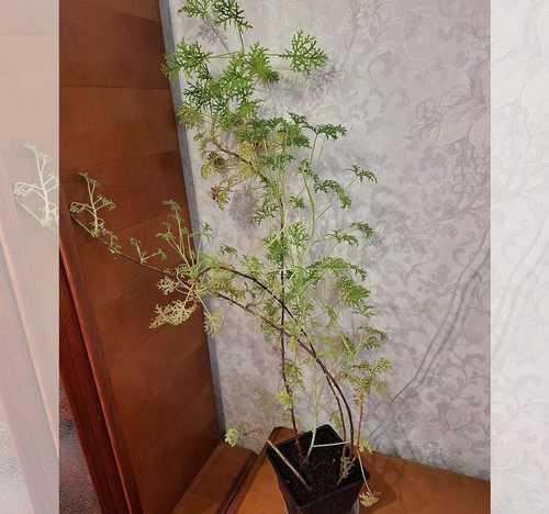 Отдам бесплатно пеларгонию душистую
