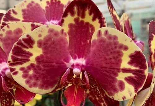 Орхидея Phal. Beauty Soulmate
