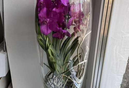 Орхидея подарочная Ванда наличие
