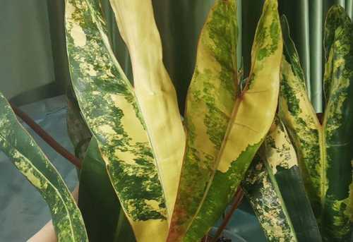 Филодендрон Billietiae variegata