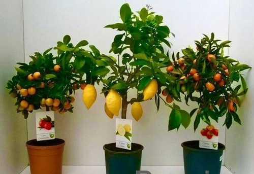 Лимонное Мандариновое дерево Премиум с плодами