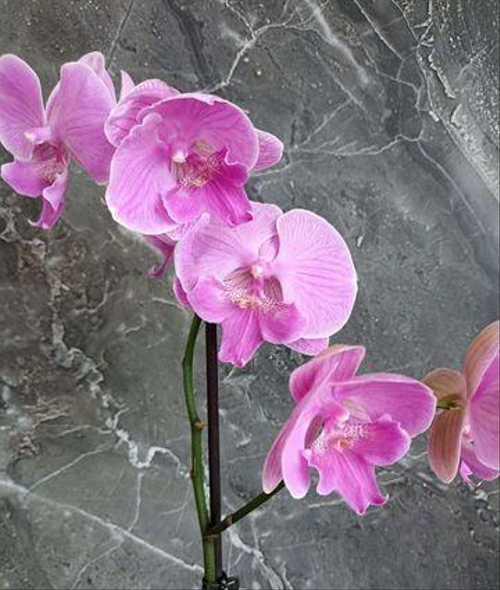 Орхидея фаленопсис биг лип ярко-розовый