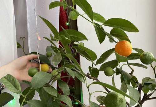 Комнатные растения : лимоны, мандарины, цикломены