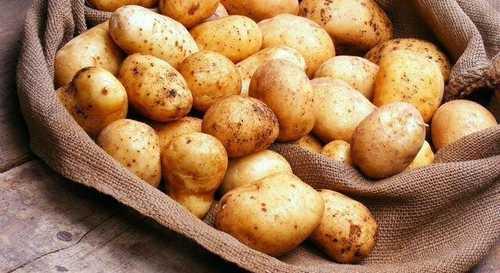 Семенной картофель продам