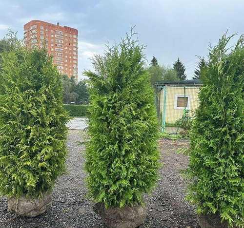 Туя Брабант саженцы с доставкой
