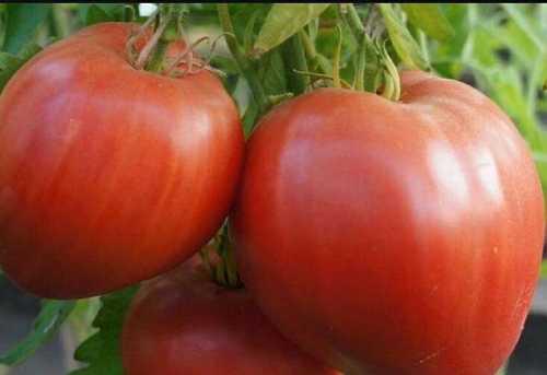 Семена редкого томата Вишневый от Zuzy