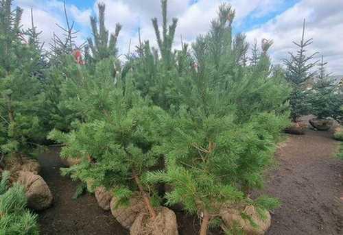 Сосна обыкновенная Pinus sylvestris 100-150 см