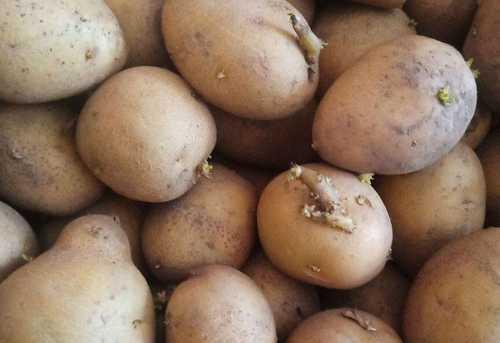 Продам семенной картофель Галанский-Лимон