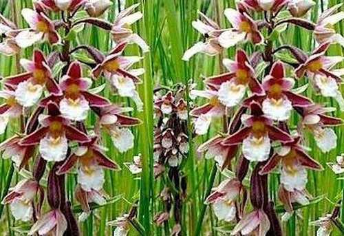 Дремлики-редкие садовые орхидеи