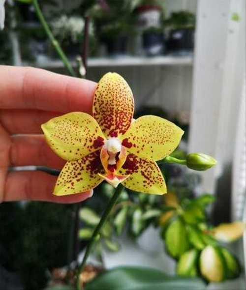 Орхидея Фаленопсис Green World x Yaphon Goldrose