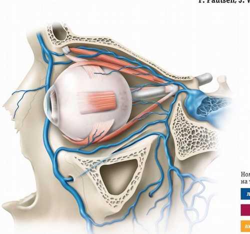 Sobotta. Голова, шея и нейроанатомия. Том 3. А4