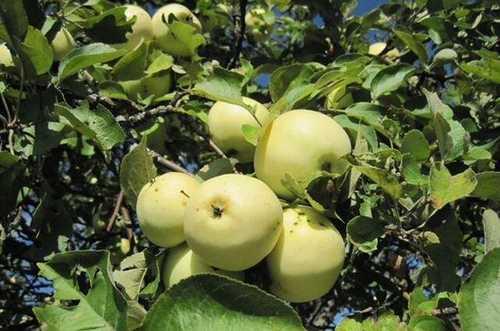 Саженцы яблони различных сортов