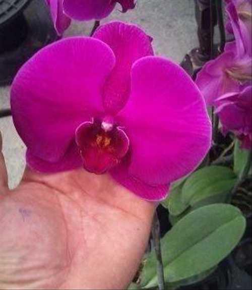 Орхидея фаленопсис В31 Phal. Big Chili
