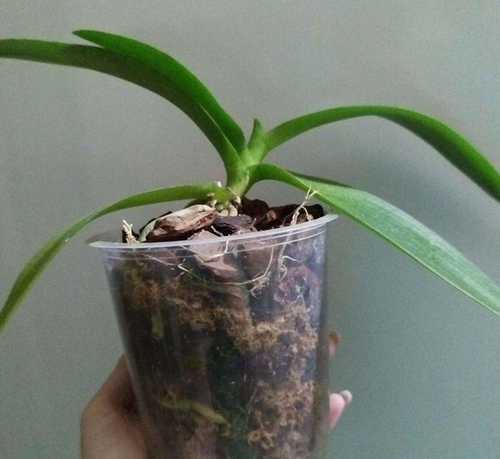 Орхидея хатуюки