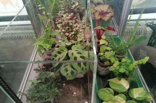 Растения для террариумов и флорариумов