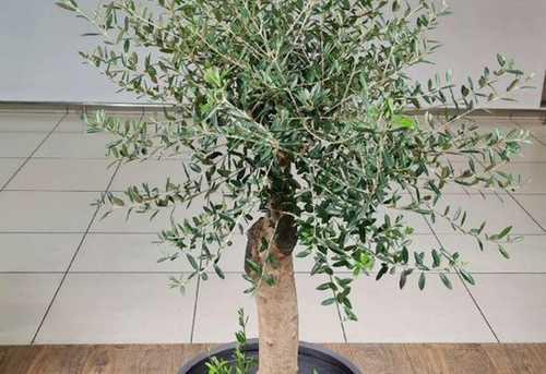Оливковое дерево 170см