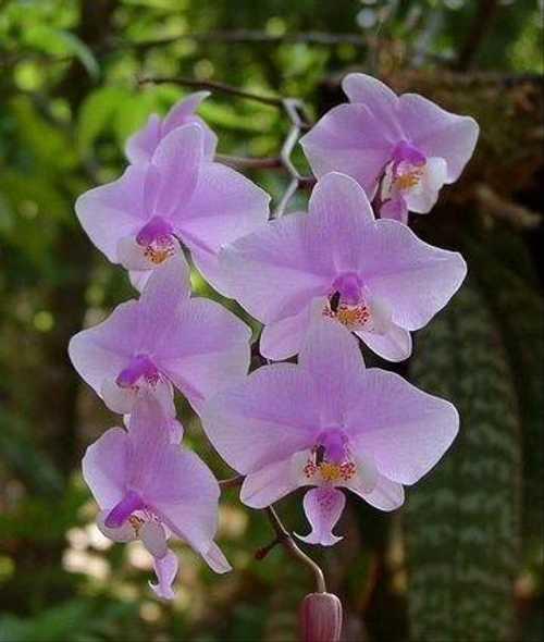 Орхидея фаленопсис шиллириана