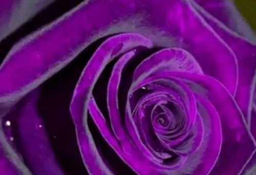 Саженцы розы эксклюзивных расцветок и ароматные