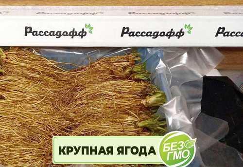 Рассада клубники. Фриго. Зкс. Окс