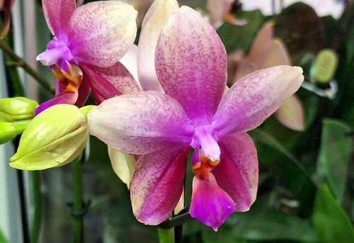 Орхидея фаленопсис ароматная Лиодоро 2 цв