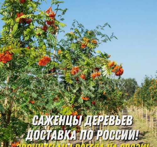 Рябина обыкновенная 150 см