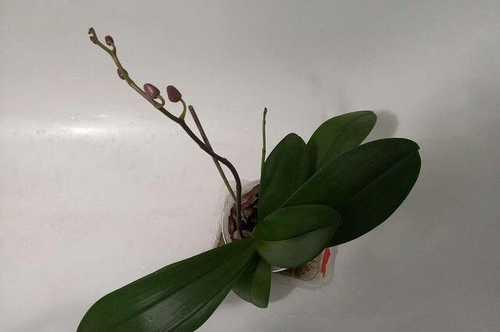 Орхидея фаленопсис,фиолетовая с белой каймой