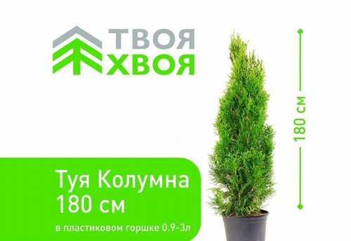 Туя колумна колоновидная 180см