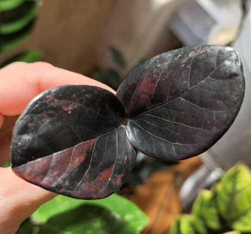 Замиокулькас вариегатный Big round leaf Black VAR