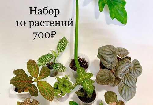 Набор 10 растений