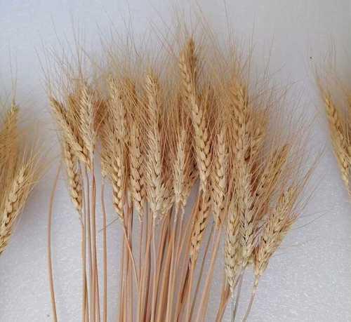 Букет из ячменя и пшеницы сухоцвет