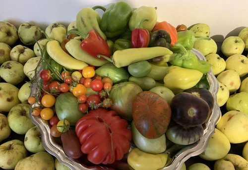 Семена томатов и предварительные заказы на рассаду
