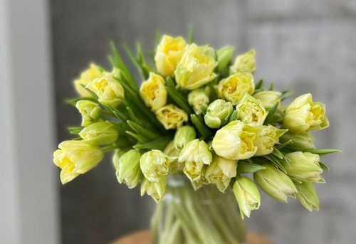 Пионовидные тюльпаны, желтые тюльпаны