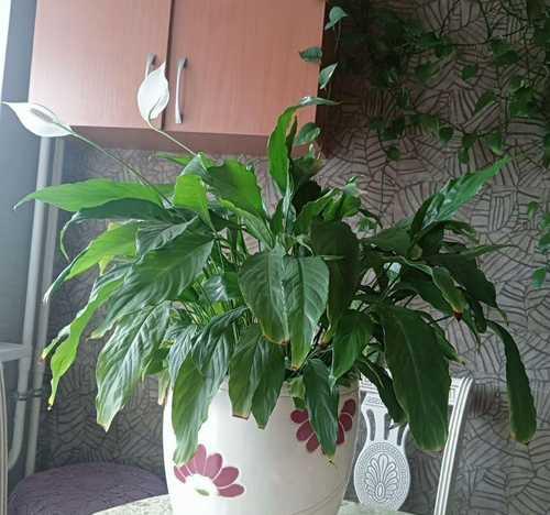 Спатифиллум