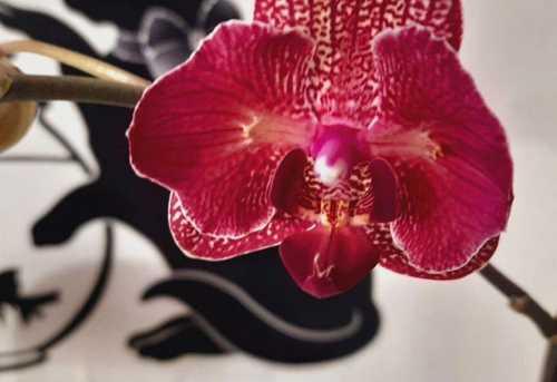 Орхидея фаленопсис бабочка Кимоно и другие