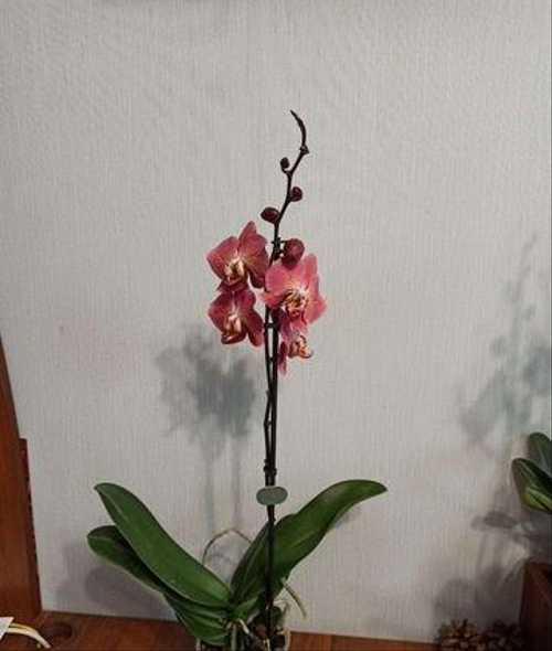 Орхидея фаленопсис Dragon Heart - Леко Фантастик