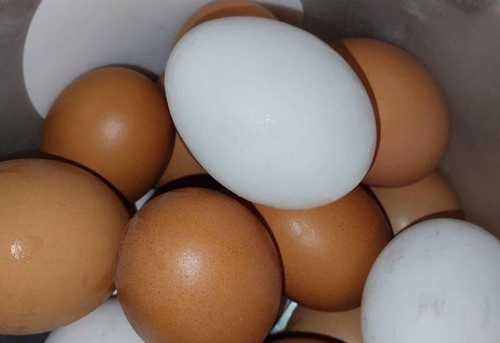 Домашние куриные яйца, деревенские